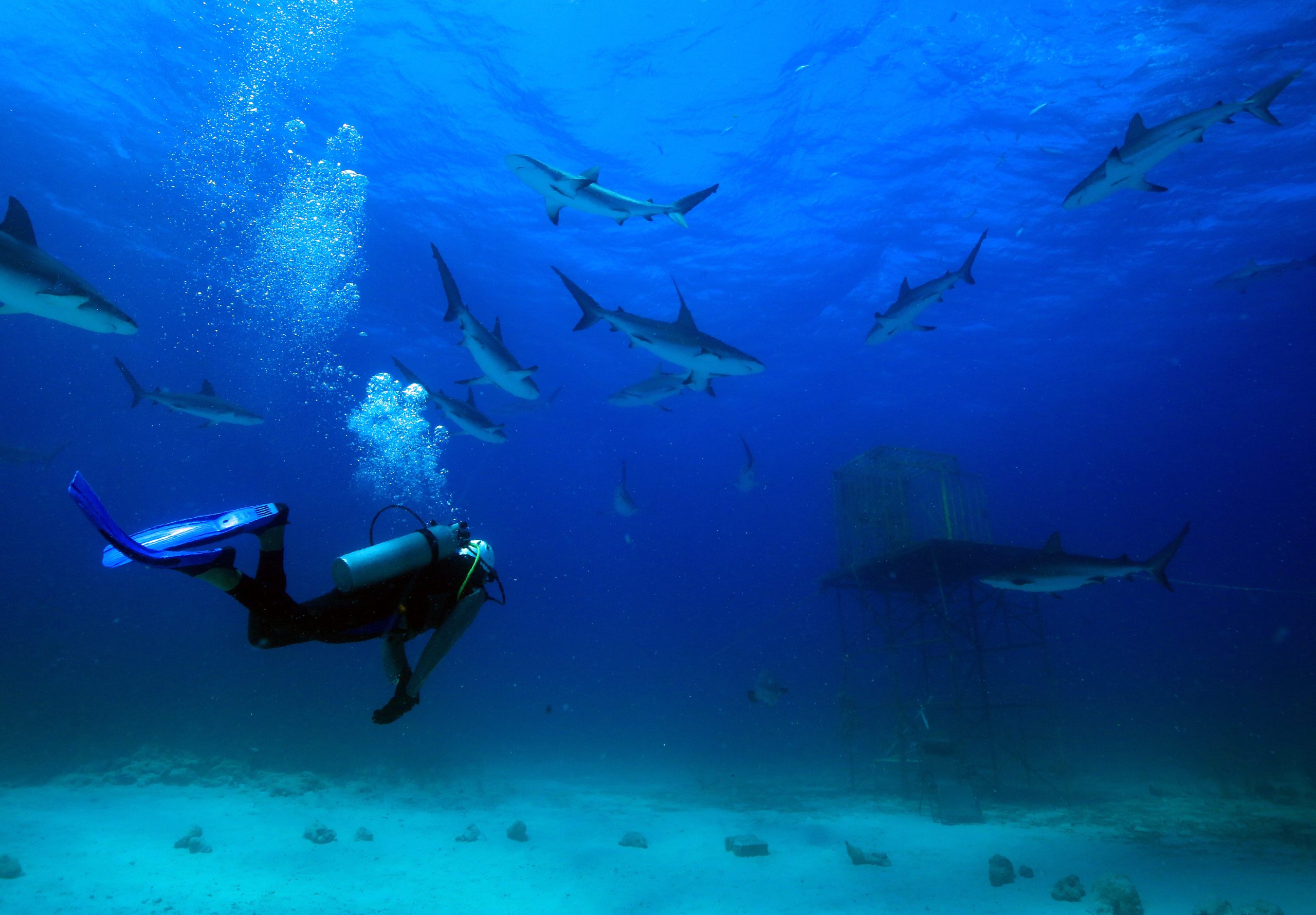 Die sechs besten Arten mit Haien zu tauchen - KARIBIKGUIDE