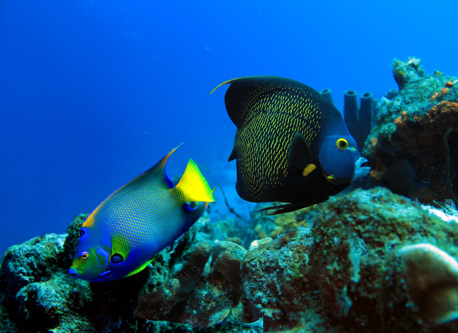 Die 10 schönsten Fische der Karibik - KARIBIKGUIDE