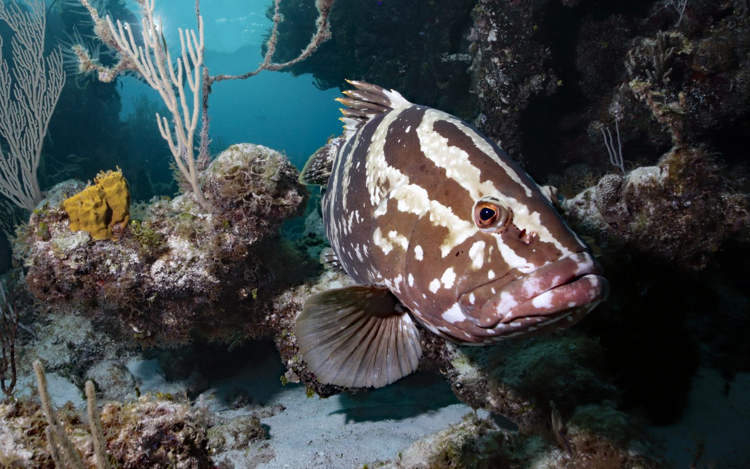 Die 13 spektakulärsten Großfische der Karibik - KARIBIKGUIDE