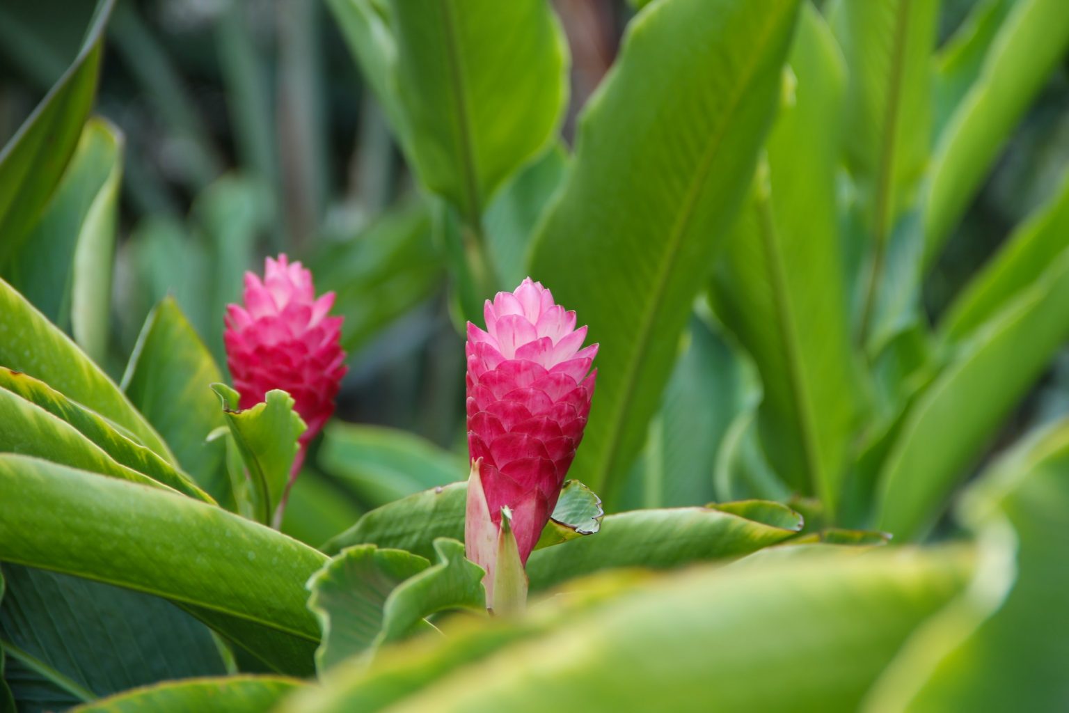 TROPISCHE BLUMEN - KARIBIKGUIDE