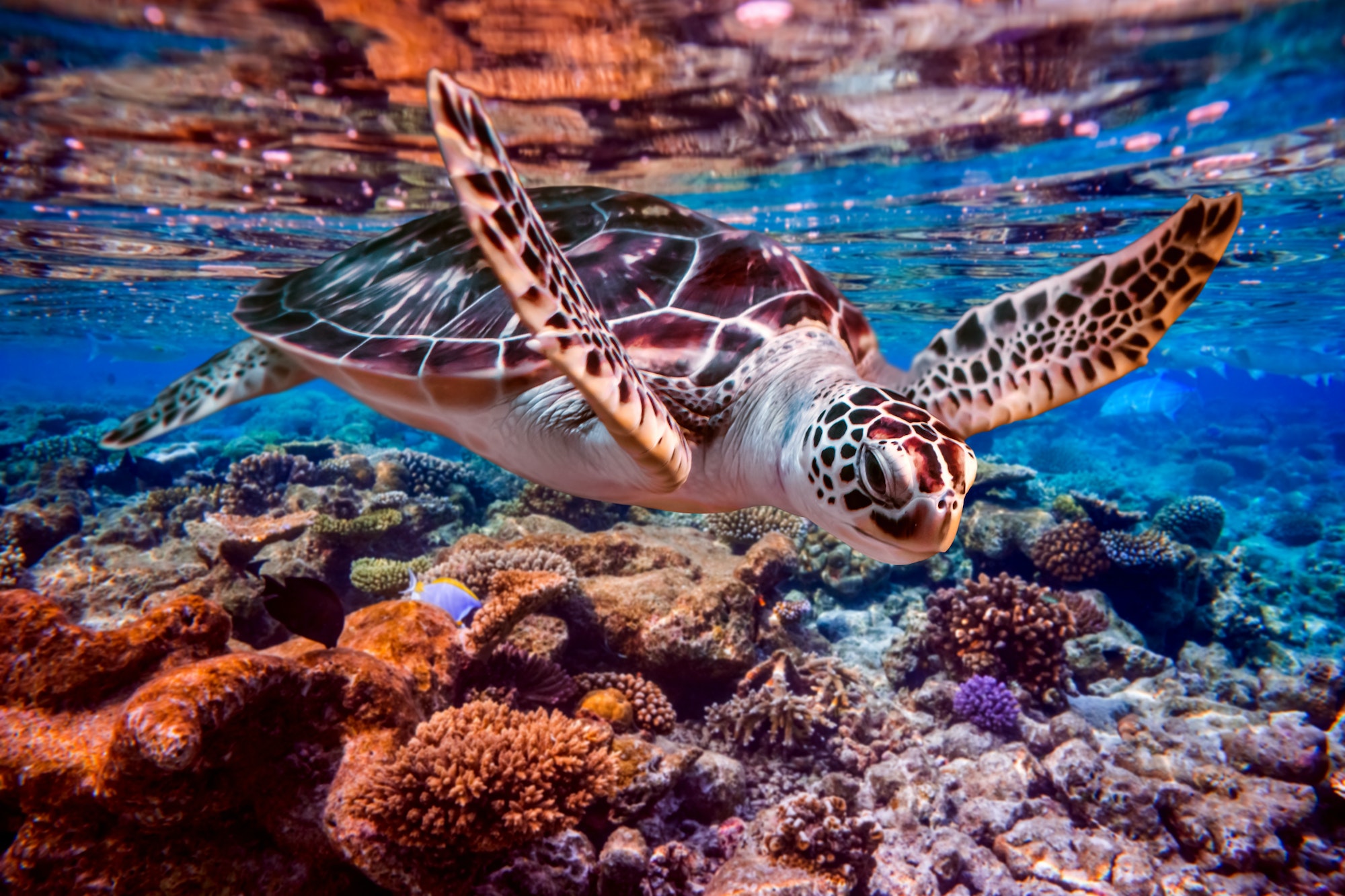 BVI: Turtle Encounter Project - KARIBIKGUIDE