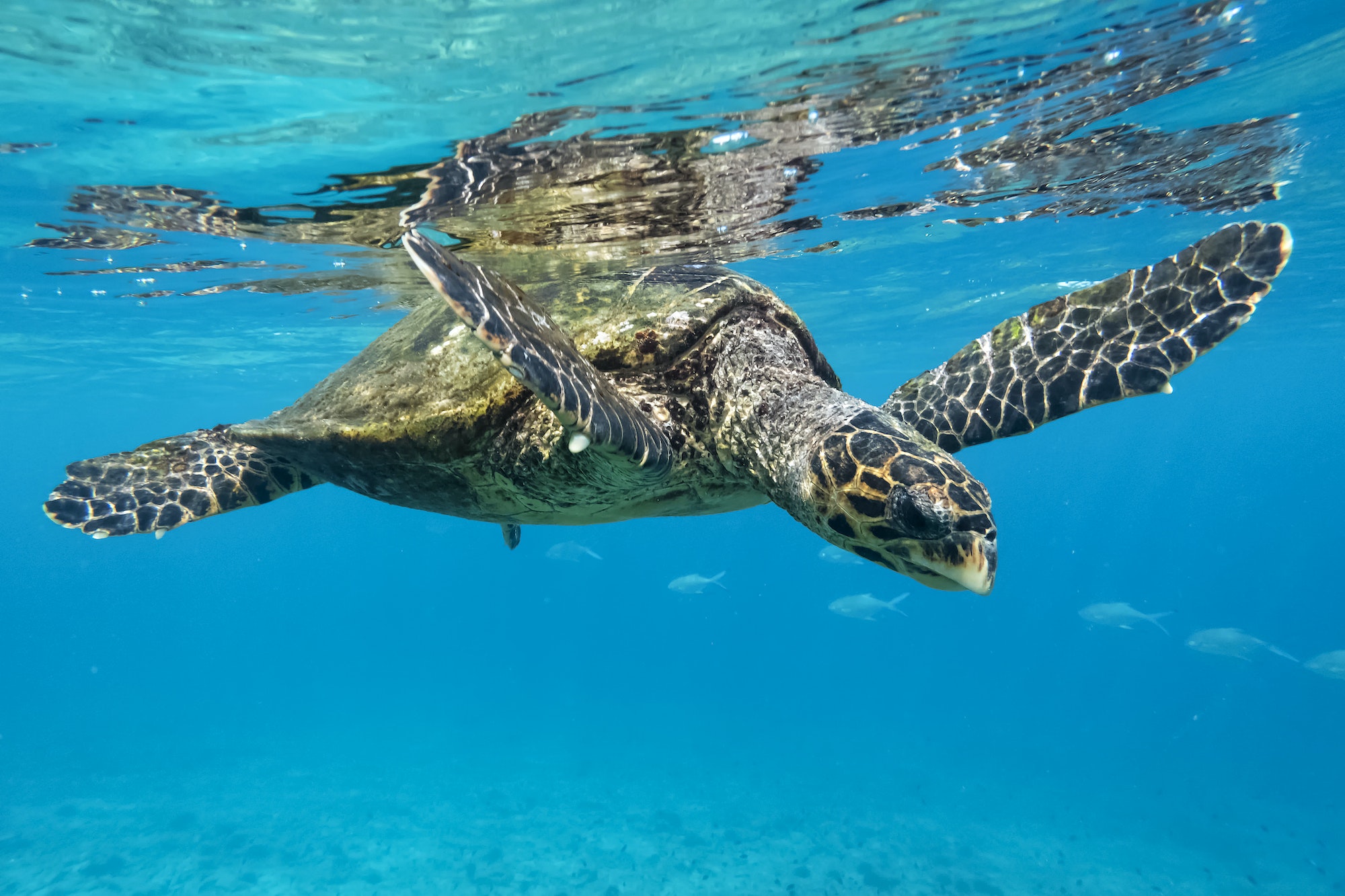 Die Karettschildkröten von Antigua und Barbuda - KARIBIKGUIDE